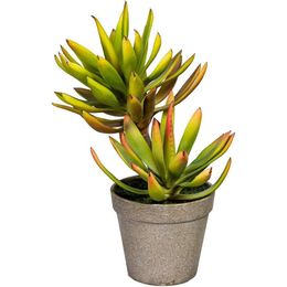 Künstliche Zimmerpflanze Deko-Sukkulente Aloe plicatilis Aloe, Creativ green, Höhe 30 cm, grün