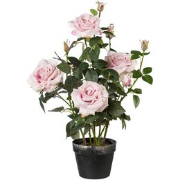 Künstliche Zimmerpflanze, Creativ green, Höhe 68 cm, rosa