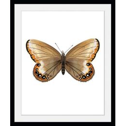 queence Bild Lexy, Schmetterlinge (1 St), gelb