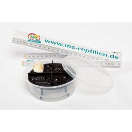M&S Reptilien Terrarium Eiablagebehälter '' GEO'' small / niedrig (inkl. Becher)