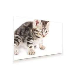 Primedeco Glasbild Wandbild Katze fokussiert den Boden mit Aufhängung