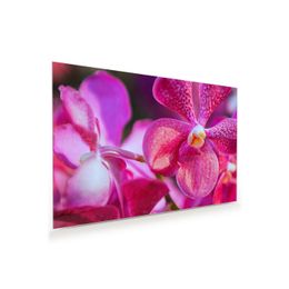 Primedeco Glasbild Wandbild Pinke Orchideen mit Aufhängung