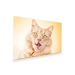 Primedeco Glasbild Wandbild Katze leckt seine Hiebe mit Aufhängung