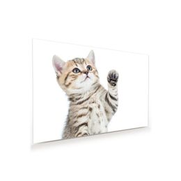 Primedeco Glasbild Wandbild Spielerische Katze mit Aufhängung