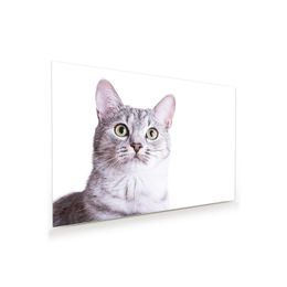 Primedeco Glasbild Wandbild Getreifte Katze mit Aufhängung