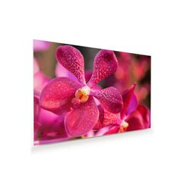 Primedeco Glasbild Wandbild Orchideen von Nah mit Aufhängung