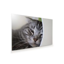 Primedeco Glasbild Wandbild Kuschelnde Katze mit Aufhängung