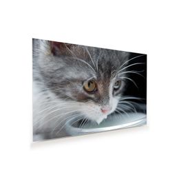 Primedeco Glasbild Wandbild Hungrige Katze mit Aufhängung