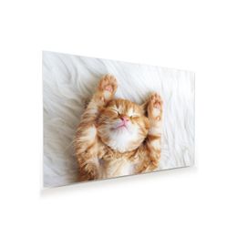 Primedeco Glasbild Wandbild Gestreckte Katze mit Aufhängung