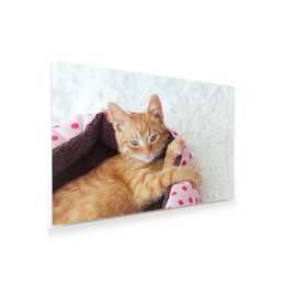 Primedeco Glasbild Wandbild Katze im Körbchen mit Aufhängung