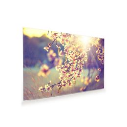 Primedeco Glasbild Wandbild Blühender Baum beleuchtet mit Aufhängung