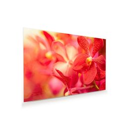 Primedeco Glasbild Wandbild Orchideen mit Aufhängung