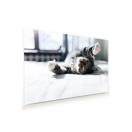 Primedeco Glasbild Wandbild Graue Katze mit Aufhängung