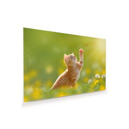 Primedeco Glasbild Wandbild Katze auf der Jagd mit Aufhängung