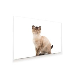 Primedeco Glasbild Wandbild Katze nach oben schauend mit Aufhängung