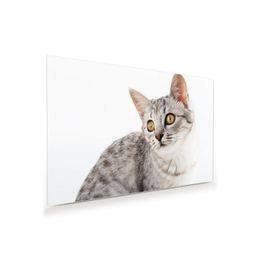 Primedeco Glasbild Wandbild Katze neugierig mit Aufhängung