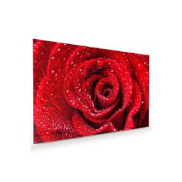 Primedeco Glasbild Wandbild Rose mit Wassertropfen mit Aufhängung