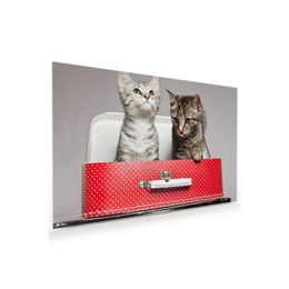 Primedeco Glasbild Wandbild Katzen im Koffer mit Aufhängung