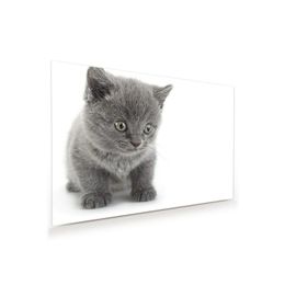 Primedeco Glasbild Wandbild Graue Katze vor heller Wand mit Aufhängung