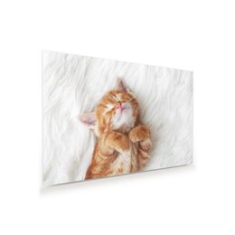 Primedeco Glasbild Wandbild Kuschelnde Katze mit Aufhängung