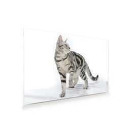 Primedeco Glasbild Wandbild Getigerte Katze mit Aufhängung