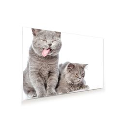 Primedeco Glasbild Wandbild Katze macht Grimasse mit Aufhängung