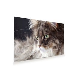 Primedeco Glasbild Wandbild Katze mit langem Fell mit Aufhängung