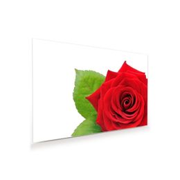 Primedeco Glasbild Wandbild Rote Rose mit Aufhängung