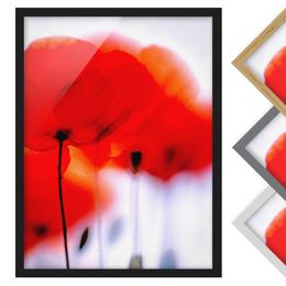 Bild mit Rahmen Magic Poppies - gerahmte Wandbilder Print Blumen Floral Wohnzimmer Schlafzimmer Bad Badezimmer K&uuml;che Flur Esszimmer Rot