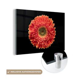 MuchoWow Acrylglasbild Eine orangefarbene Gerbera-Blüte vor schwarzem Hintergrund