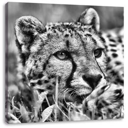 Pixxprint Leinwandbild Gepard im Gras