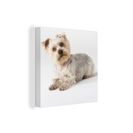 OneMillionCanvasses® OneMillionCanvasses® Leinwandbild Yorkshire Terrier schaut in die Kamera