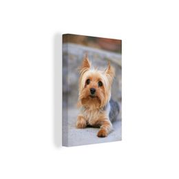 OneMillionCanvasses® OneMillionCanvasses® Leinwandbild Yorkshire Terrier liegt bequem auf dem weichen Teppich