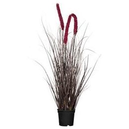 Kunstpflanze Pennisetum I in Aubergine