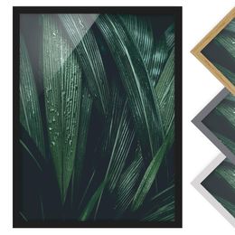 Bilderwelten Bild mit Rahmen Gr&uuml;ne Palmenbl&auml;tter - gerahmte Wandbilder Print Blumen Floral Botanik Tropical Wohnzimmer Schlafzimmer Bad Badezimmer K&uuml;che Flur
