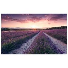 Komar Vlies Fototapete Lavender Dream 450 x 280 cm