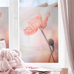 Fensterfolie Mohnblumen Close-Up
