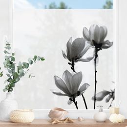 Fensterfolie Frühlingsbote Magnolie Schwarz Weiß