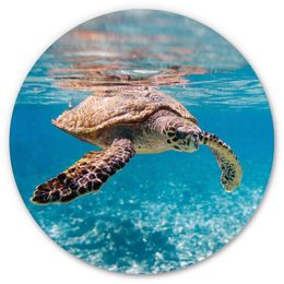 K&L WALL ART Alu-Dibond-Poster Rund Metalloptik Wandbild Schildkröte auf Reisen Ozean Fische Badezimmer ø 30cm - blau