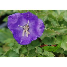 Karpatenglockenblume blau Steingartenpflanze