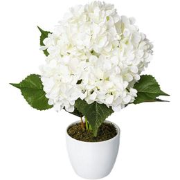 Kunstpflanze Hortensie, Creativ green, Höhe 50 cm, im Keramiktopf, weiß
