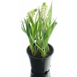 Deko® florale Traubenhyazinthen - Muscari Weiß im Topf 21 cm - Kunstblumen