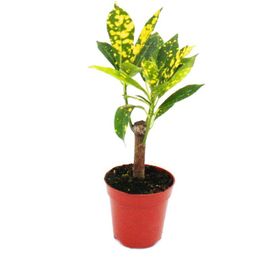 Mini-Pflanze - Croton - Codiaeum - Wunderstrauch - Ideal für kleine Schalen und Gläser - Baby-Plant im 5,5cm Topf