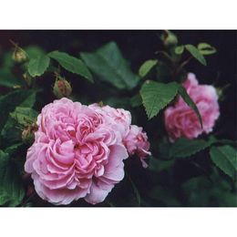 Empty - Strauch - Rose Jaques Cartier rosa stark duftend im Topf