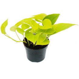 Gelb-grüne Efeutute - Epipremnum Golden Pothos - Scindapsus - 12cm Topf - Zimmerpflanze