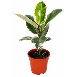 Exotenherz - Weissbunter Gummibaum - Ficus elastica Tineke - 17cm Topf