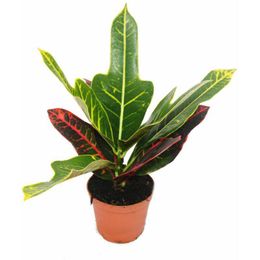 Wunderstrauch - Croton var. - Codiaeum - 9cm Topf - Zimmerpflanze