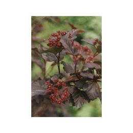 Baumschule Gold - Teufelsstrauch Physocarpus Diabolo 30 - 50 cm