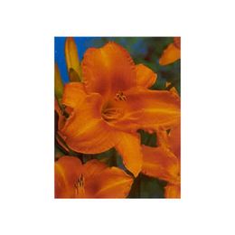 Baumschule Gold - Jumbopflanze, Hemerocallis Mauna Loa, Taglilie in brennendem Orange, Großtopf