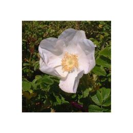 Weiße Apfelrose, duftend, Rosa rugosa Alba, robust